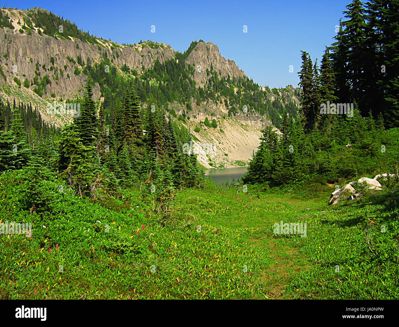 environment, enviroment, tree, park, pine, summer, summerly, spring ...