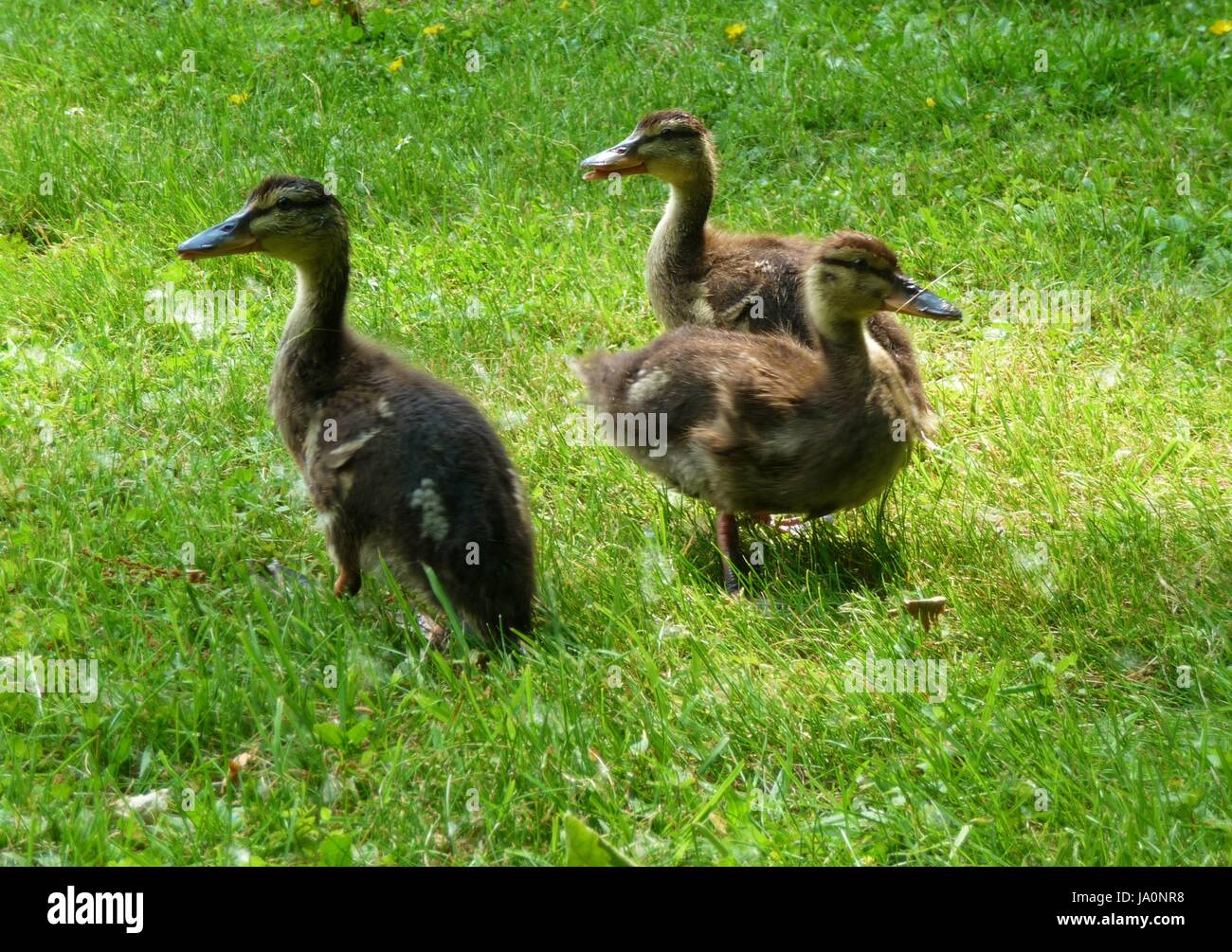 Roast bird three hi-res stock photography and images - Alamy