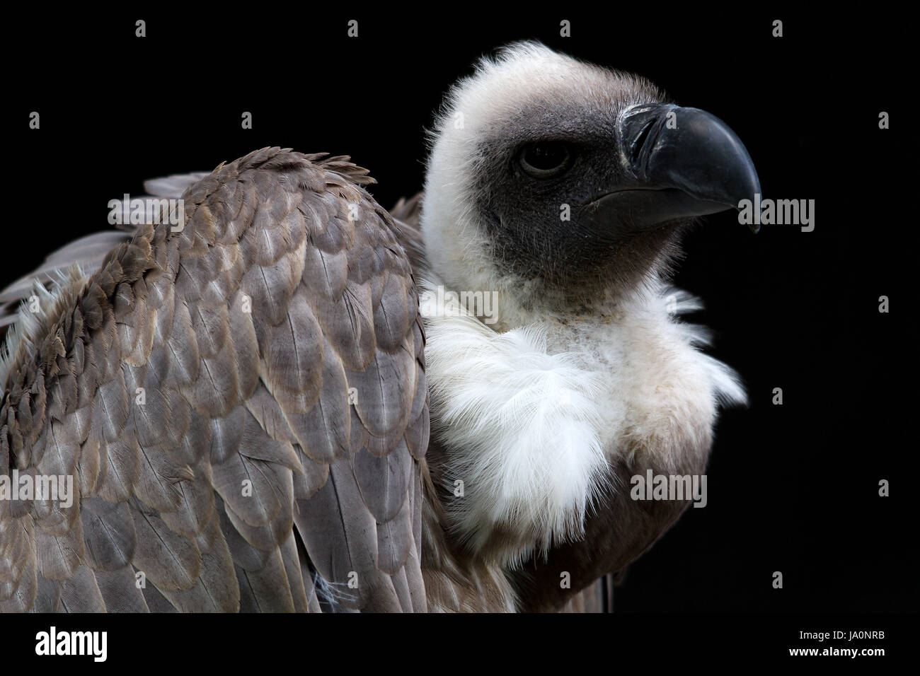 dwarf griffon vulture Stock Photo - Alamy