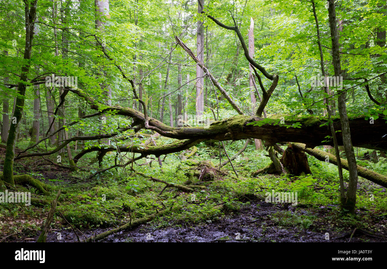 Tree stump lies hi-res stock photography and images - Alamy