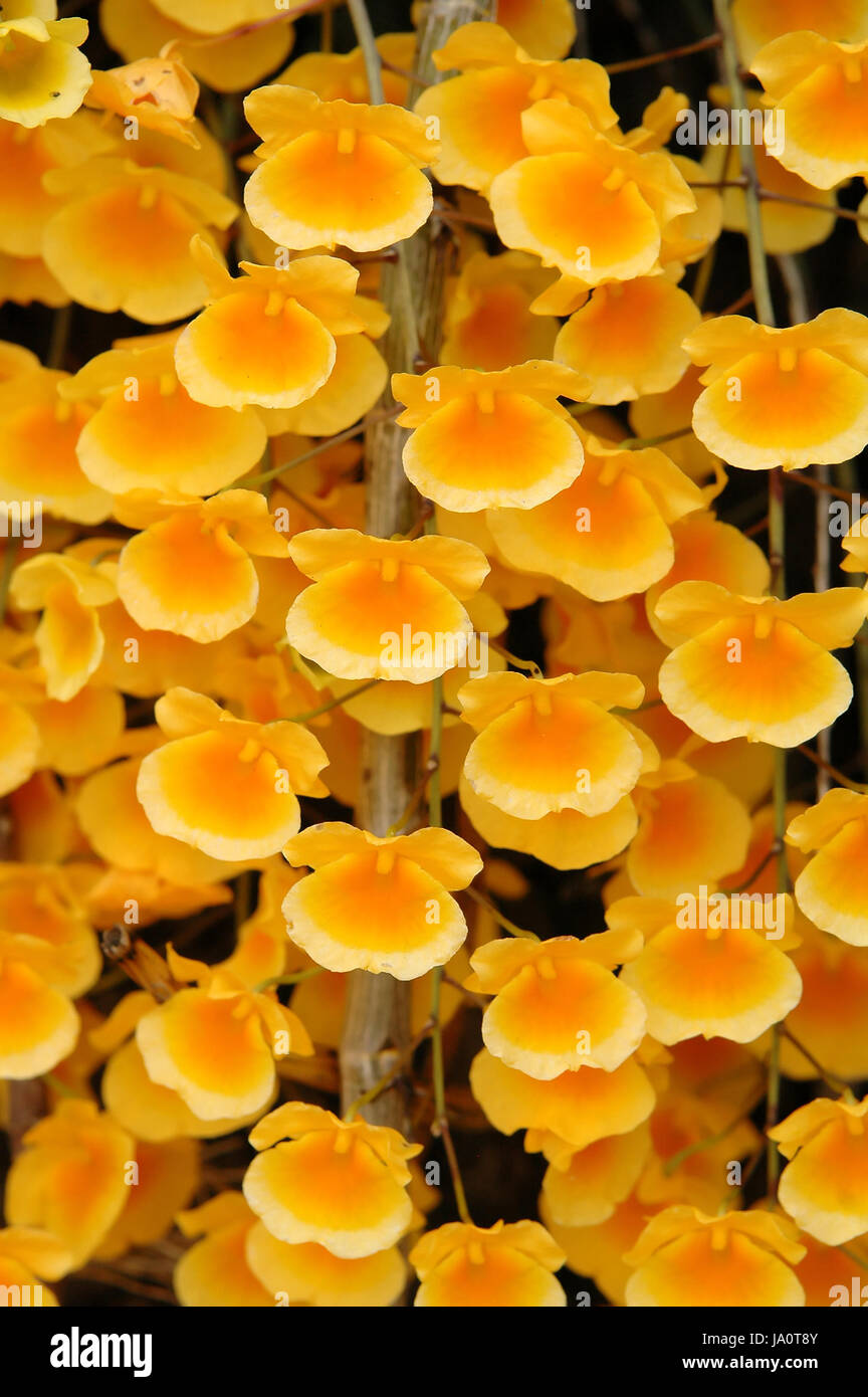 dendrobium lindleyi, wild orchid of thailand Stock Photo - Alamy