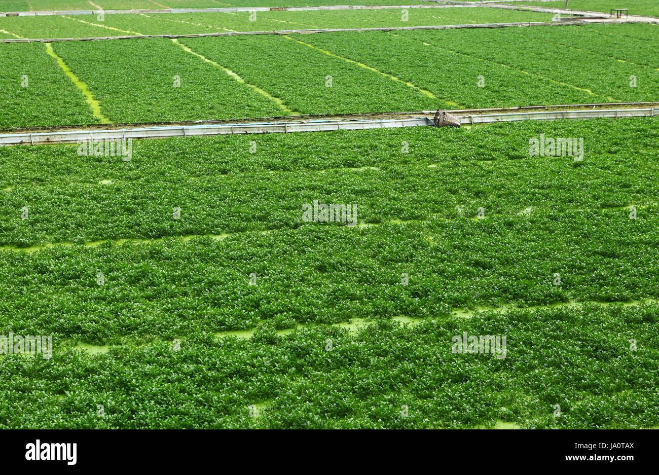 agricultural, environment, enviroment, tree, agriculture, farming ...