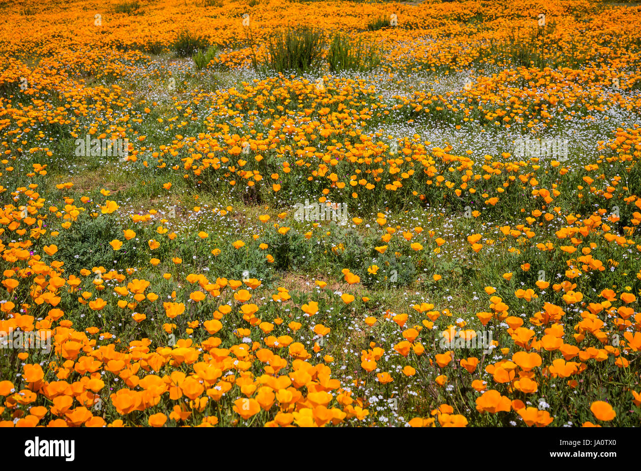The spring California poppy blooming on a hillside near Murrieta ...
