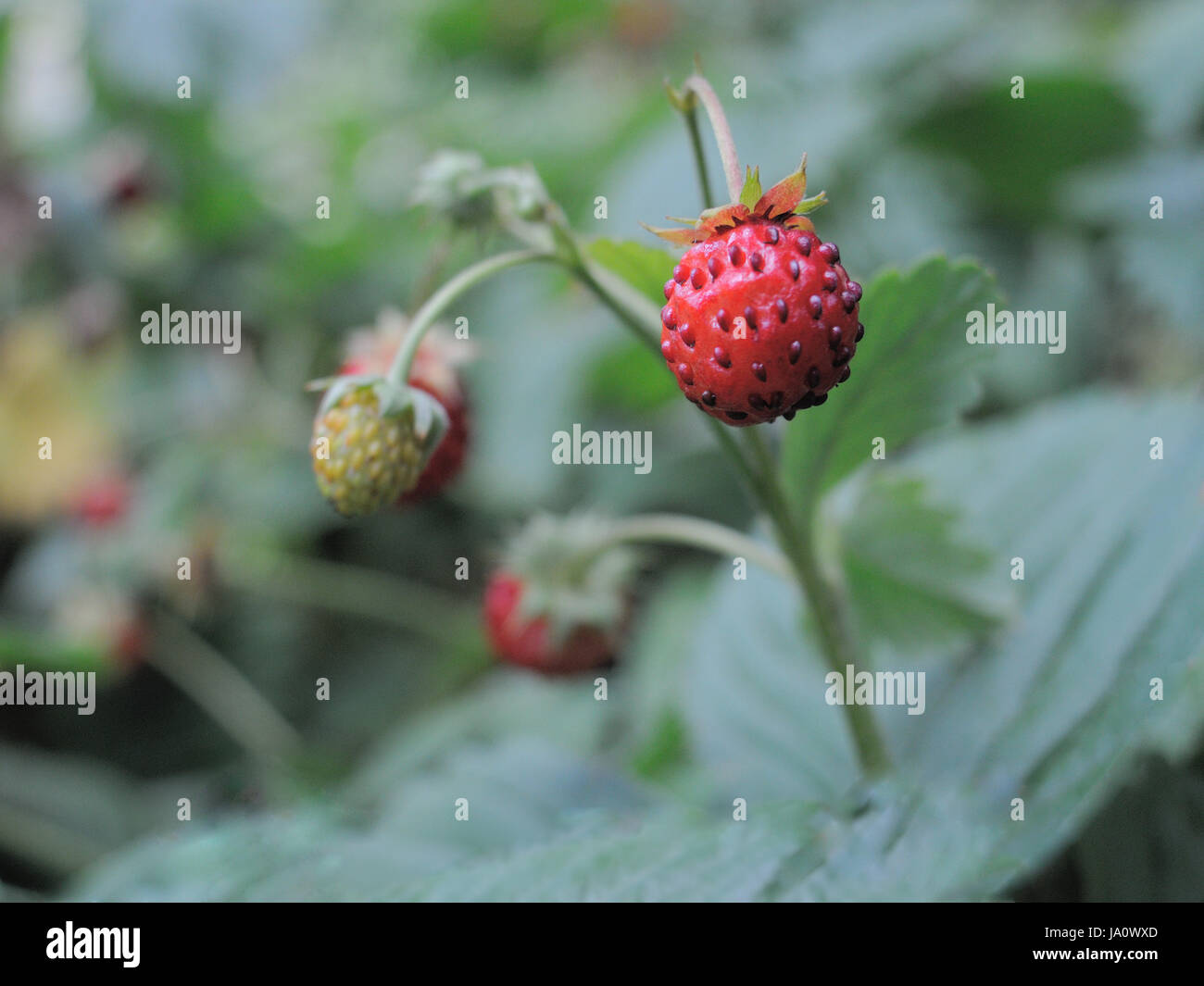 small, tiny, little, short, fruit, aromatic, woodstrawberries, red ...