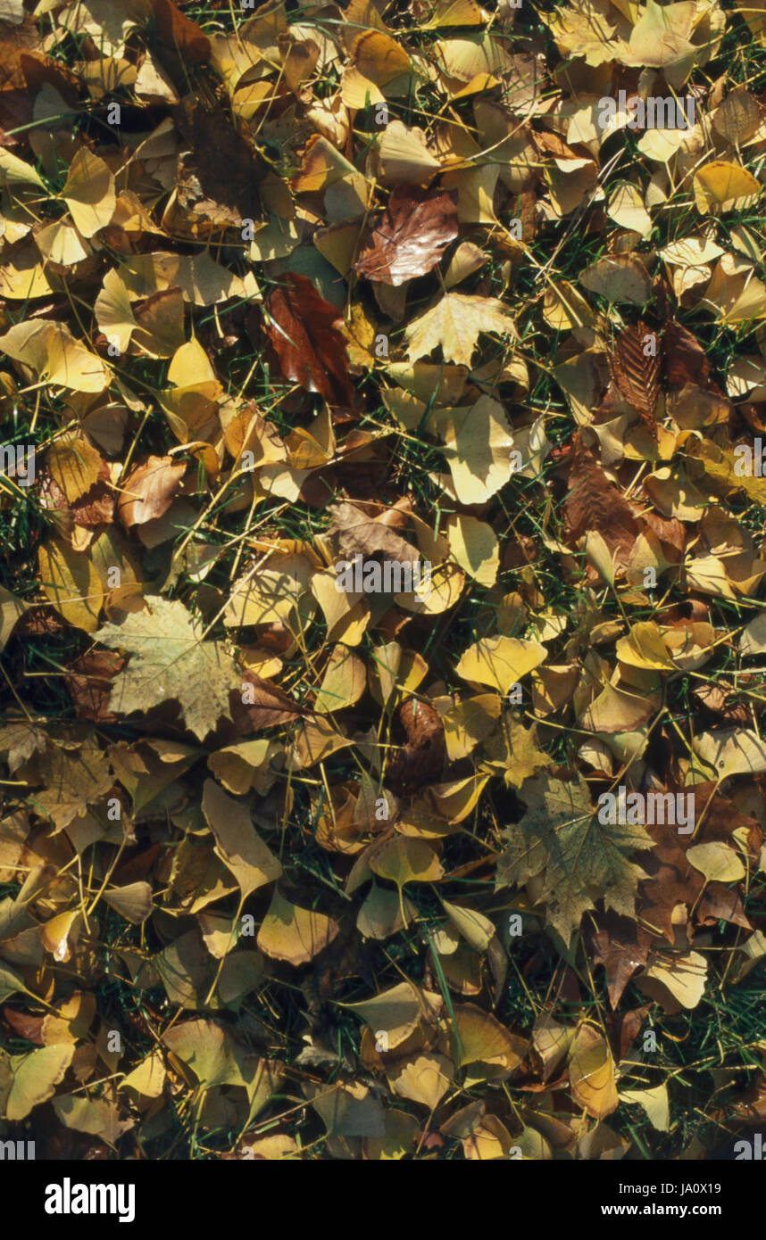 walk, go, going, walking, tree, trees, park, leaves, flora, season ...