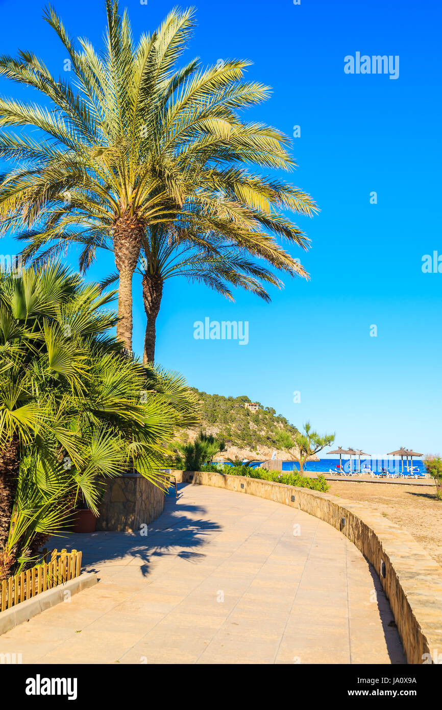 Palm tree on coastal promenade in Cala San Vicente bay, Ibiza island ...