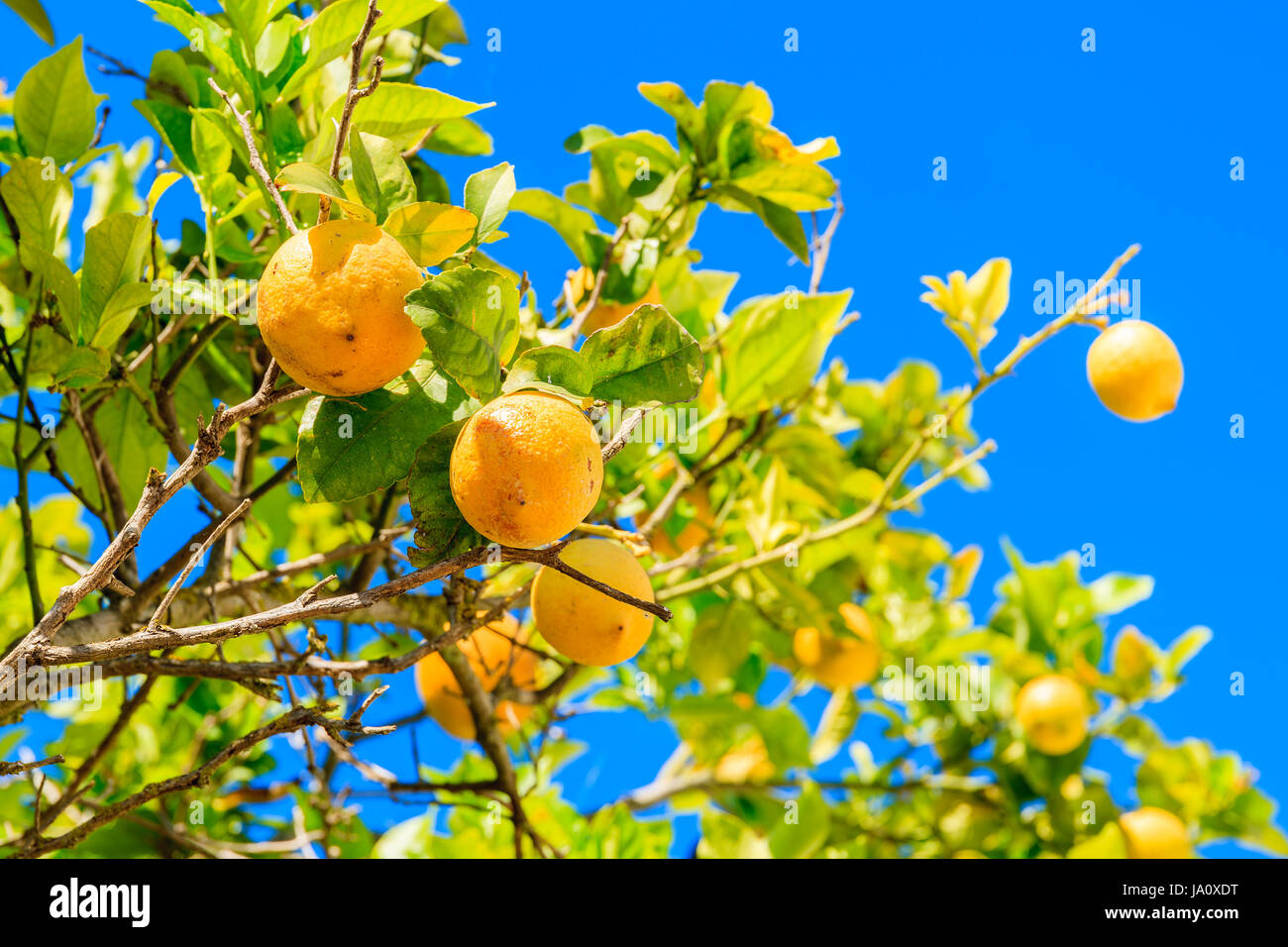 Close up of lemons hanging from a tree in a lemon grove with blue sky ...
