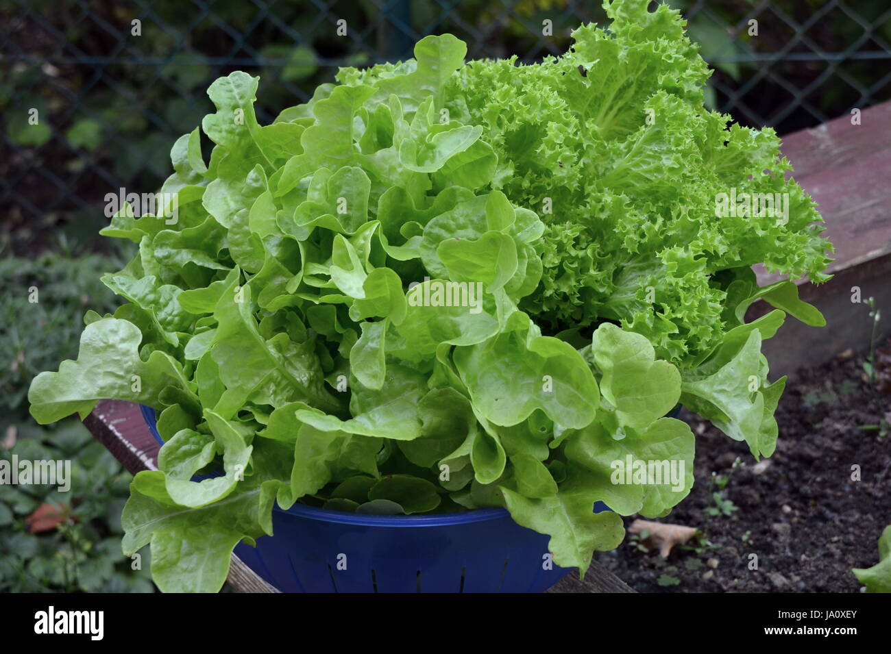 fresh as it gets Stock Photo - Alamy