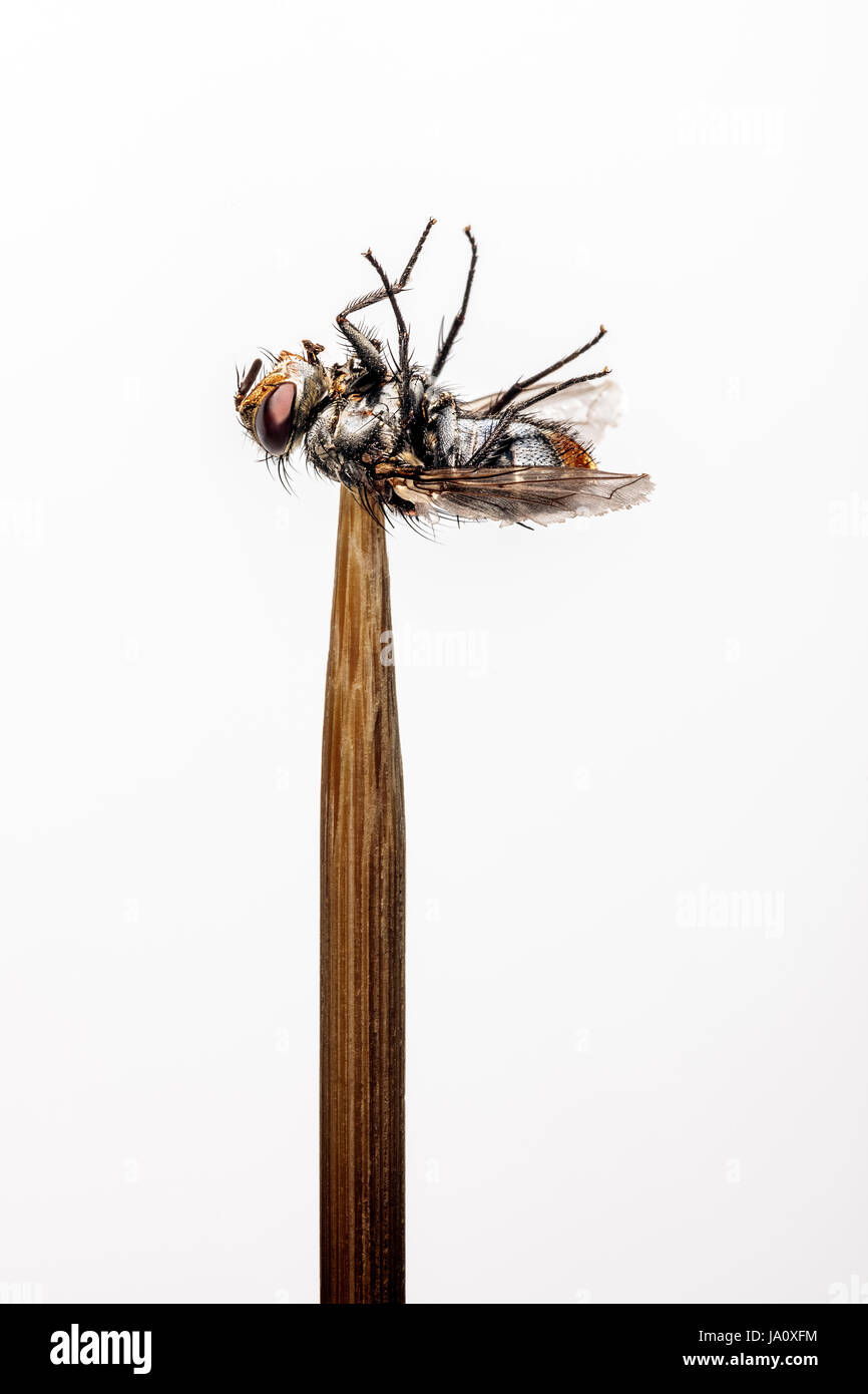 Dead impaled hi-res stock photography and images - Alamy