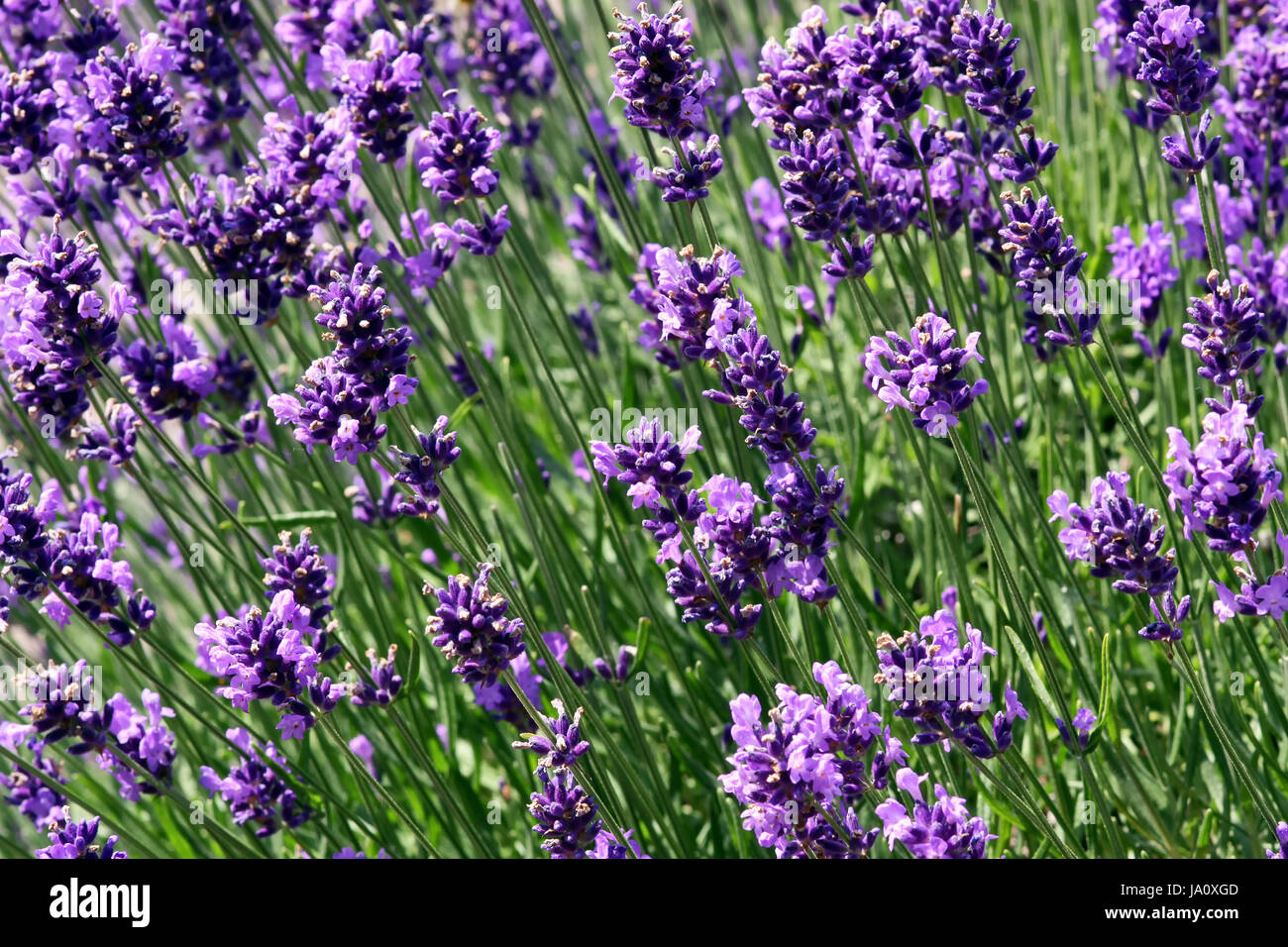 violet, lavender, flower, plant, bloom, blossom, flourish, flourishing ...