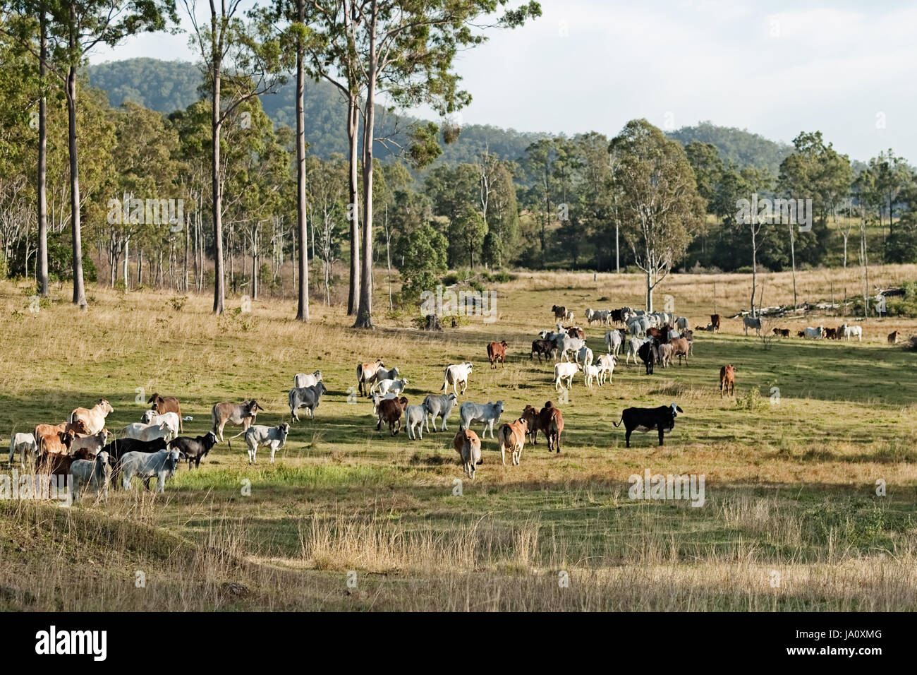Livestock farming australia hi-res stock photography and images - Alamy