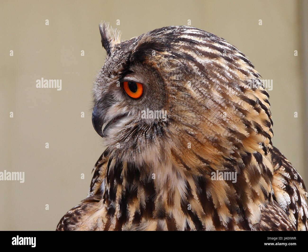 eyes, feathers, beak, eye, pupil, organ, plumage, owl, beaks, eagle-owl ...