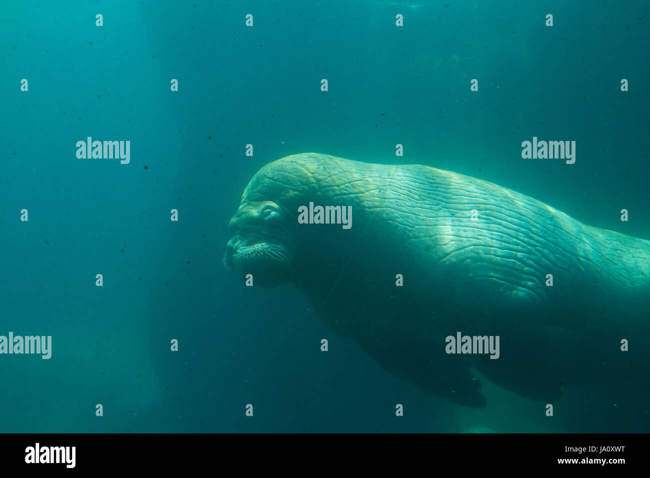 walrus - diving Stock Photo - Alamy