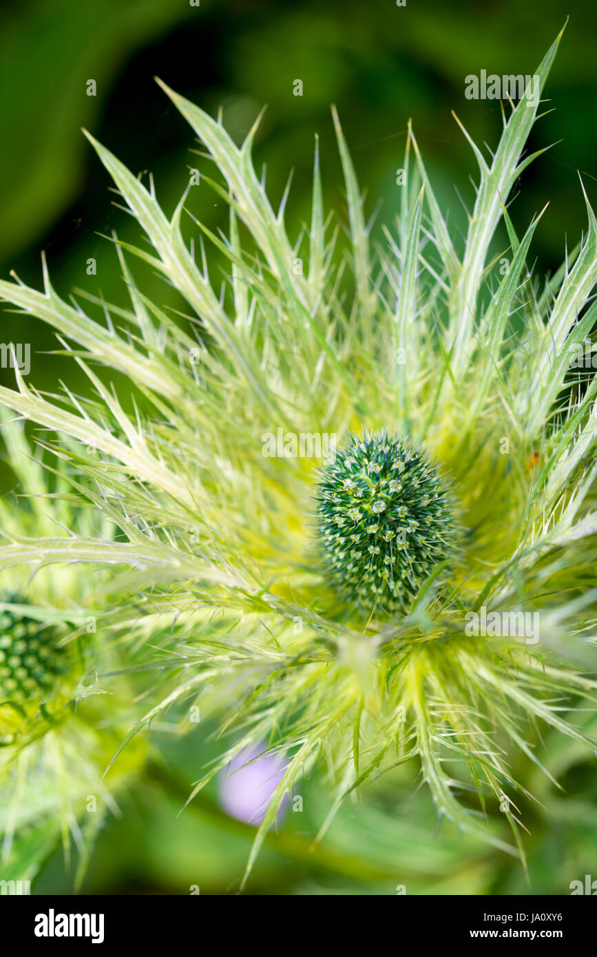 Otanical hi-res stock photography and images - Alamy