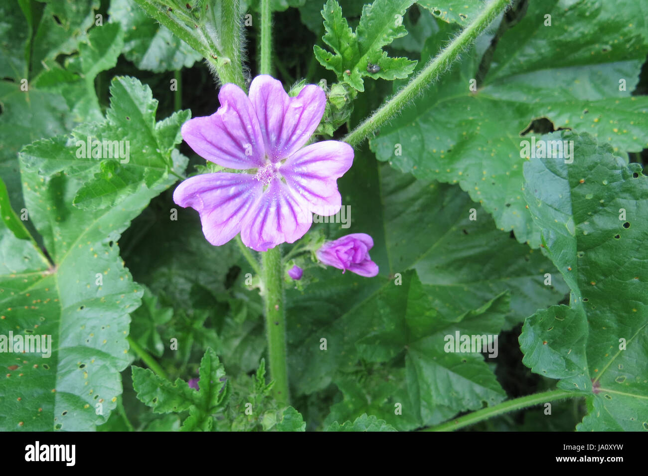 COMMON MALLOW Malva sylvestris. Photo: Tony Gale Stock Photo - Alamy