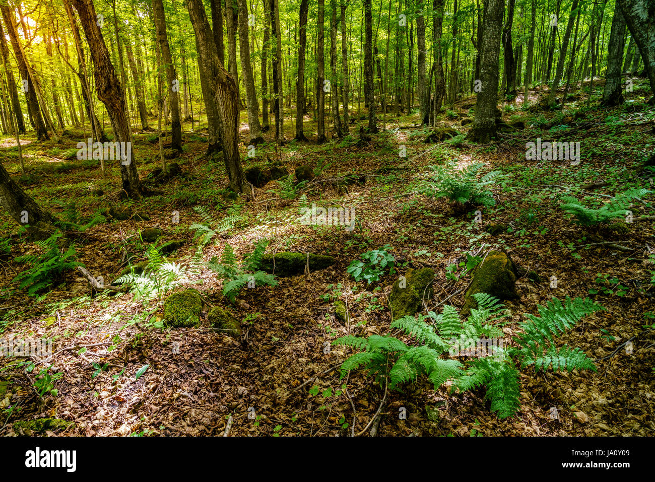 Beautiful forest scene in Pictured Rocks National Lakeshore in Michigan ...