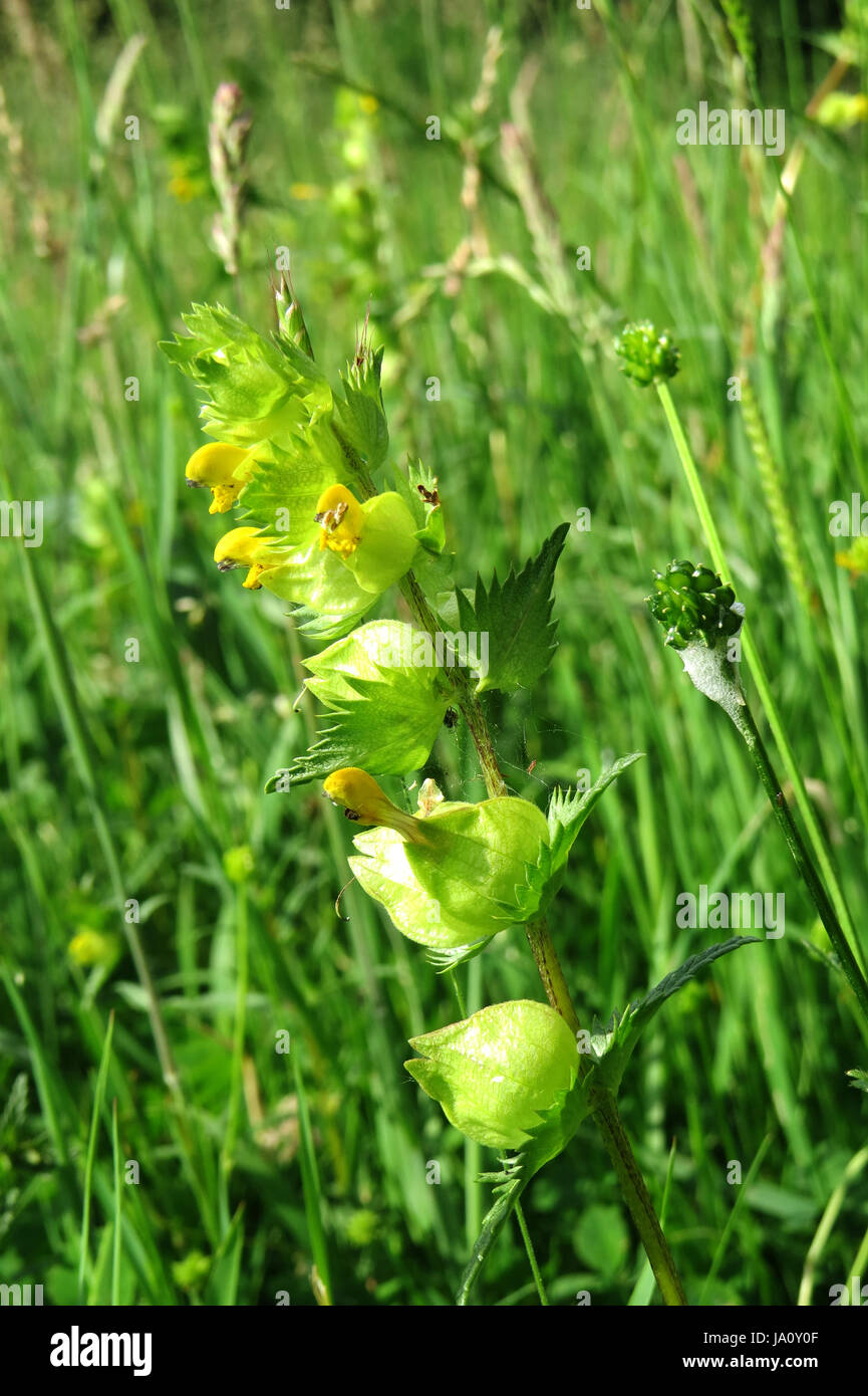 YELLOW RATTLE Rhinanthus minor In Maidenhead, Berkshire. Photo: Tony ...