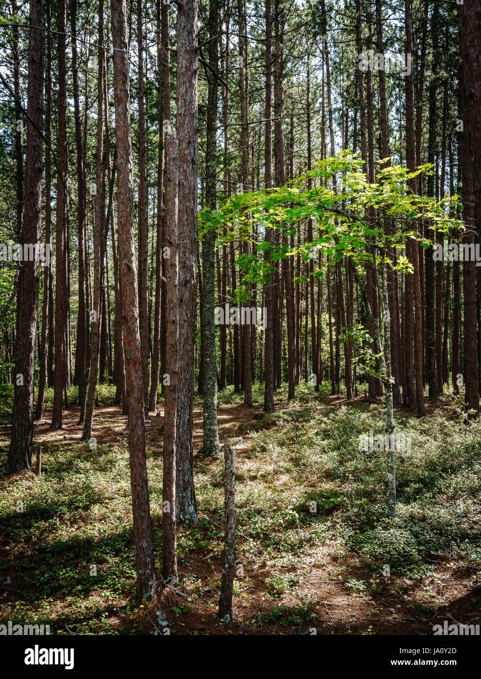 Beautiful forest scene in Pictured Rocks National Lakeshore in Michigan ...