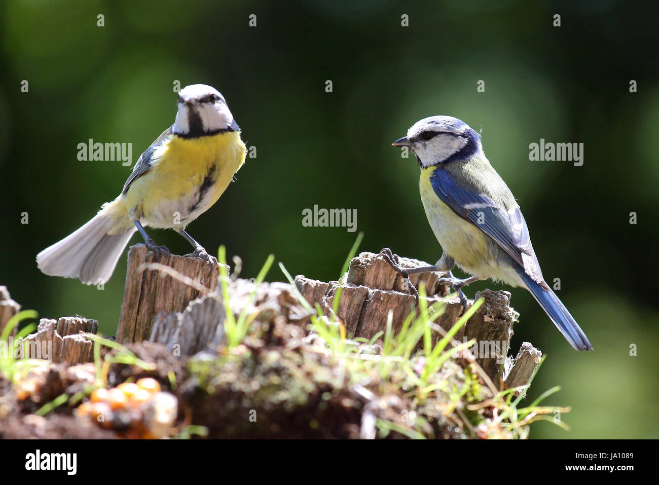 blue, flight, bird, wild, birds, wing, spring, beak, feathering, tail ...
