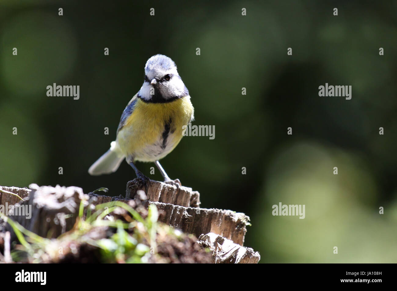 blue, flight, bird, wild, birds, wing, spring, beak, feathering, tail ...