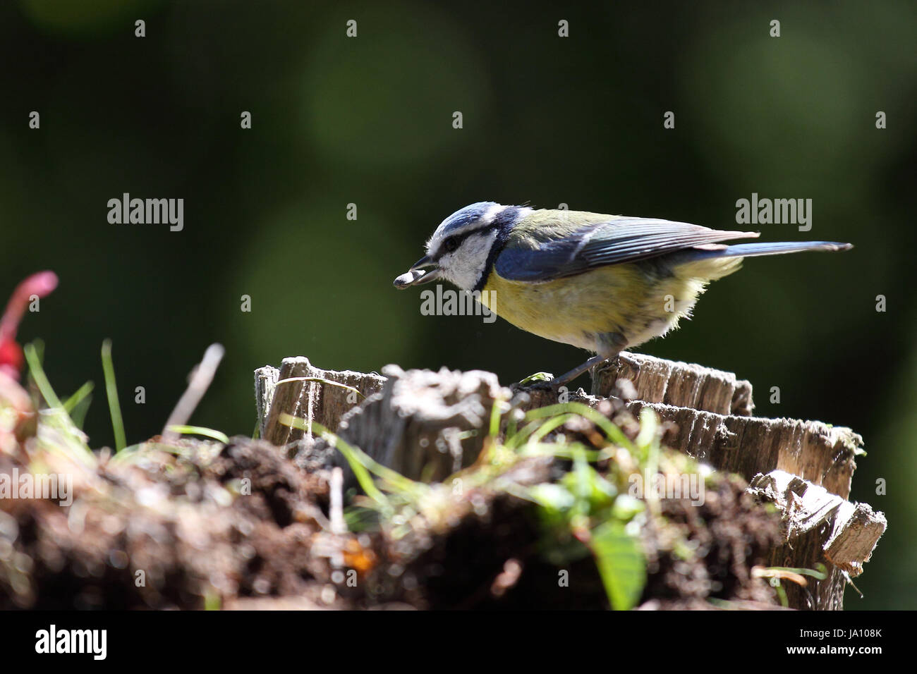 blue, flight, bird, wild, birds, wing, spring, beak, feathering, tail ...
