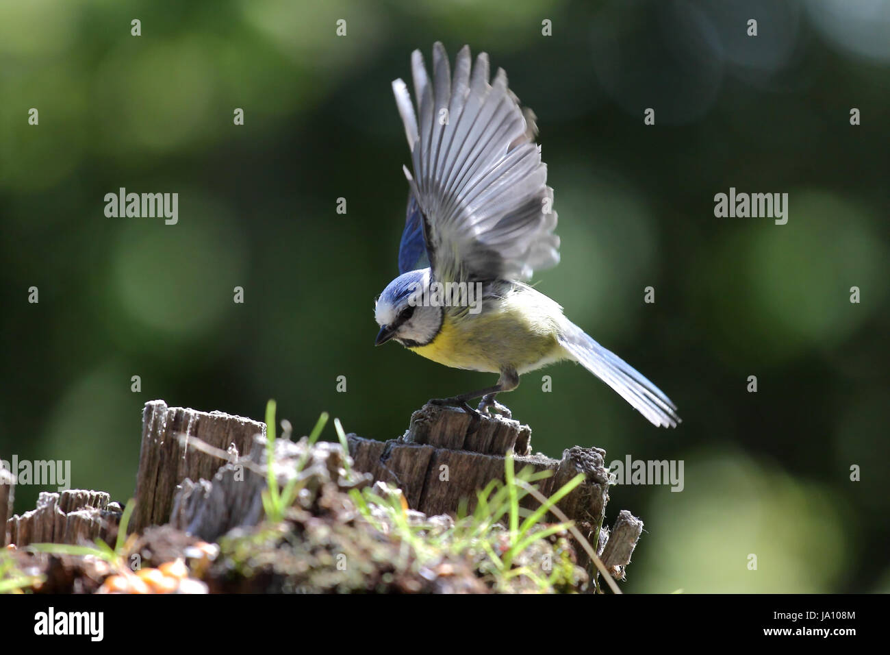 blue, flight, bird, wild, birds, wing, spring, beak, feathering, tail ...