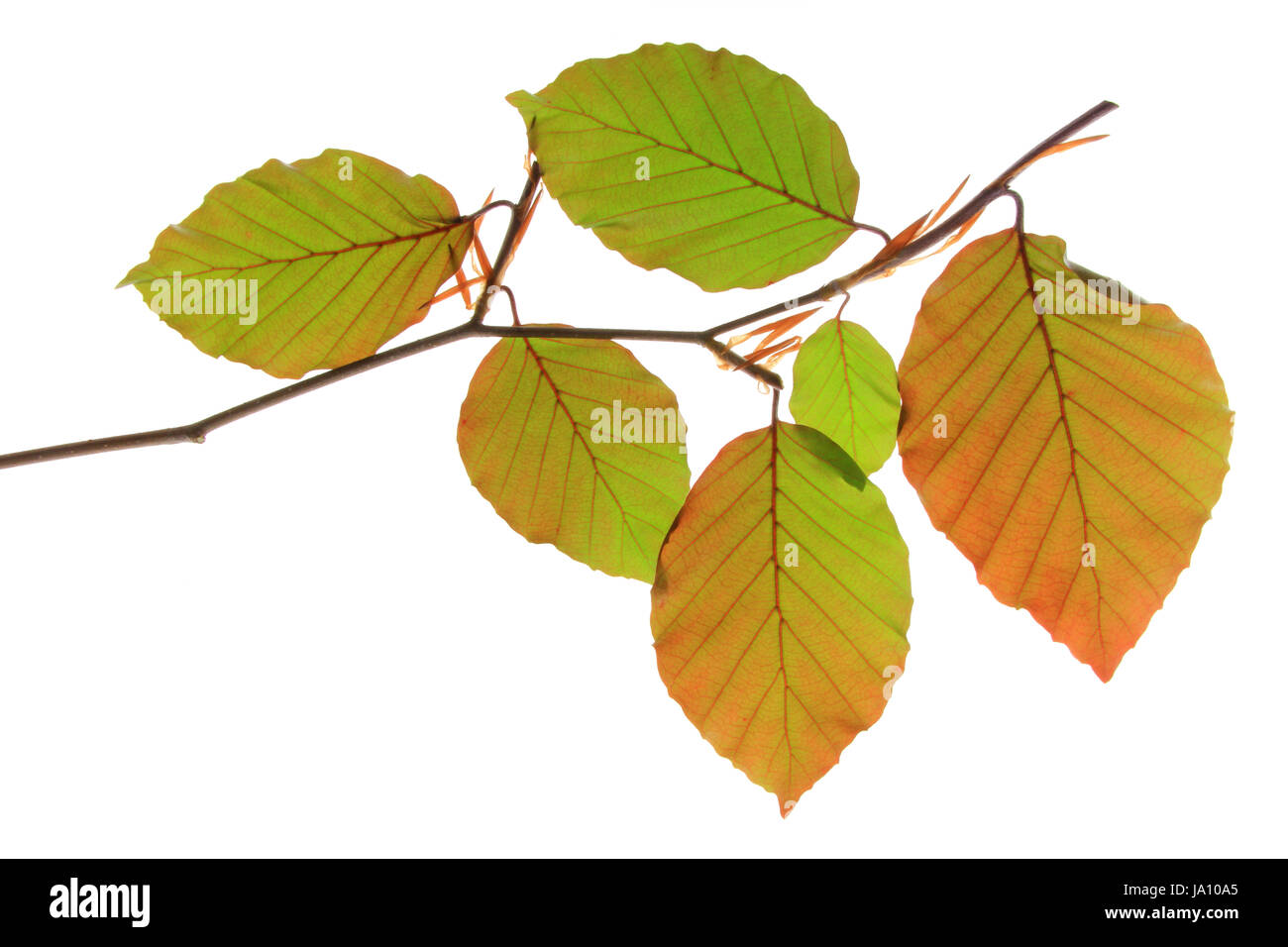 optional, beech, copper beech, copper-beech, page, sheet, book, macro ...