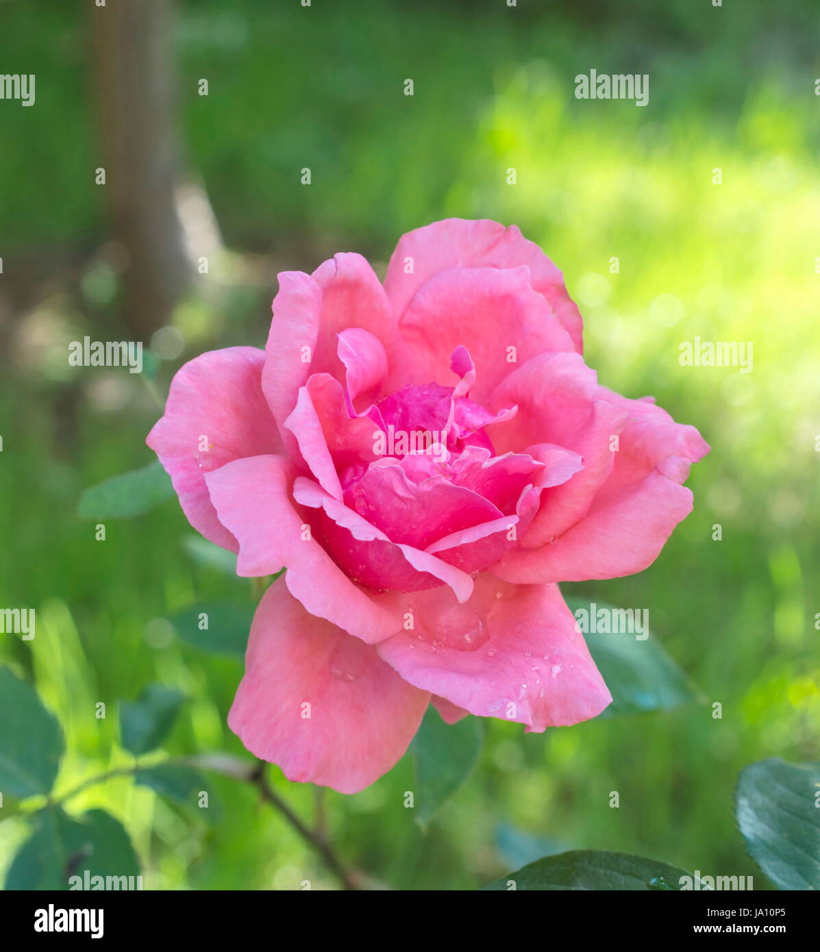 Beautiful pink rose Stock Photo - Alamy