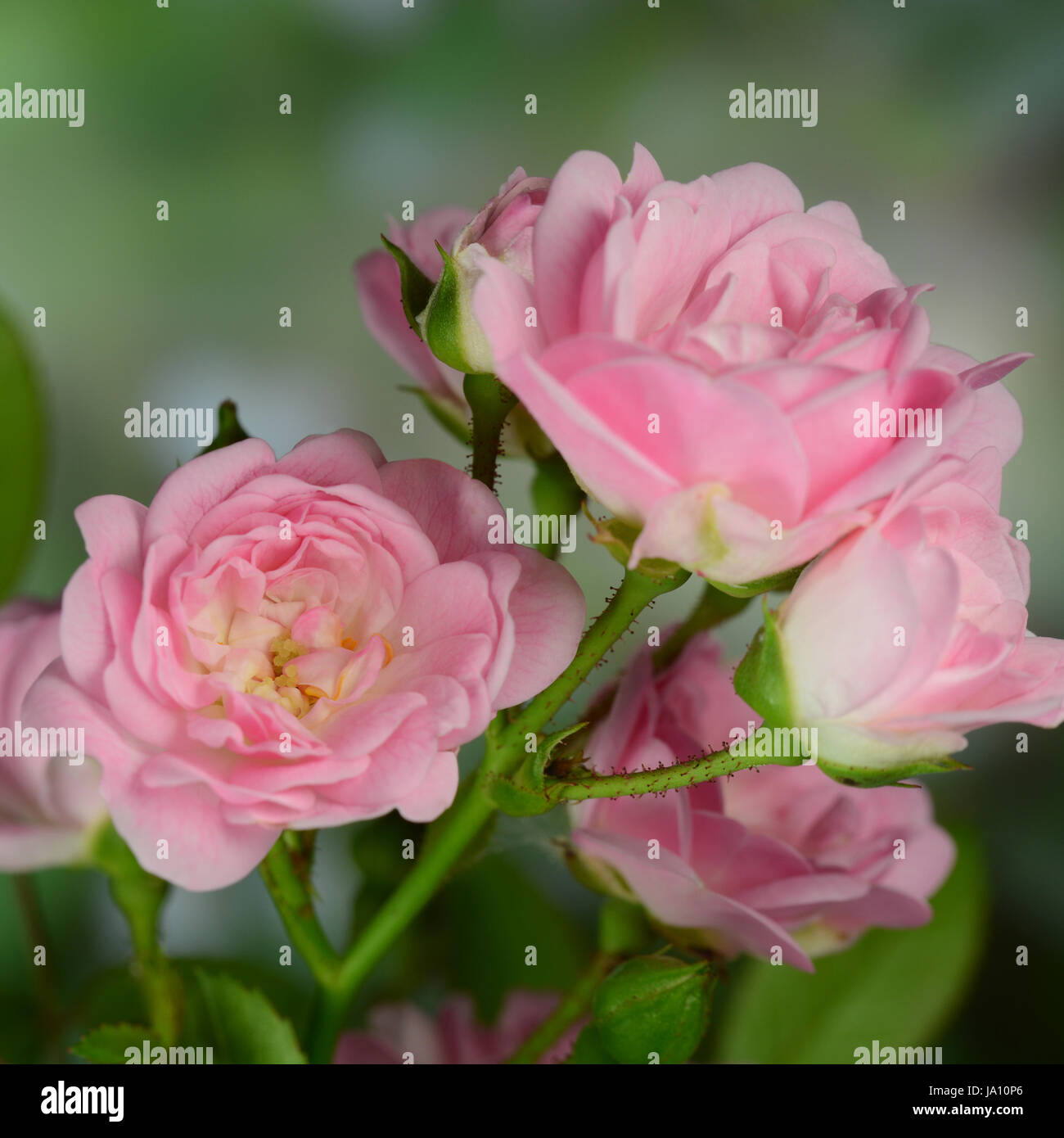 flower, plant, bloom, blossom, flourish, flourishing, flora, blossoms ...