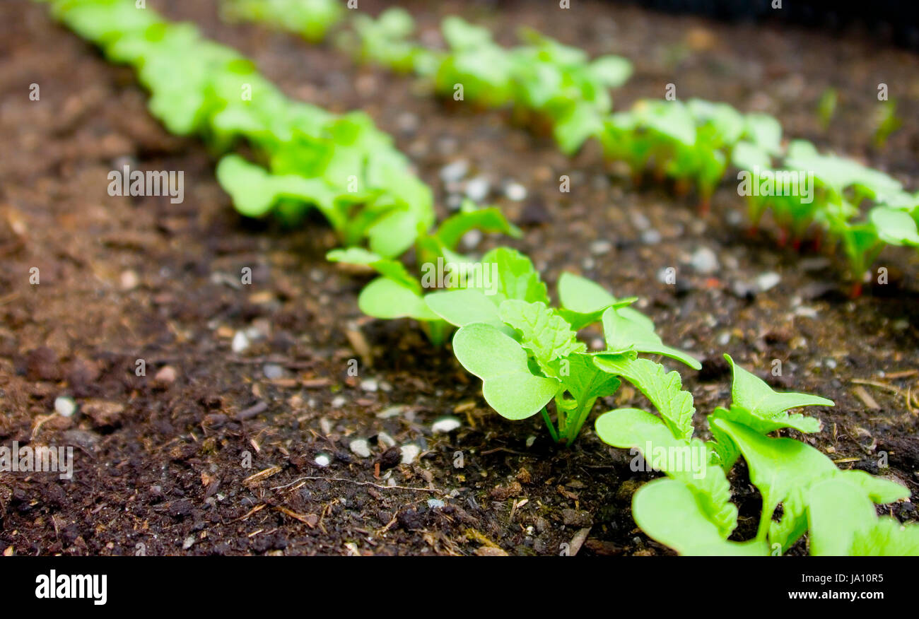 detail, garden, gardening, radish, sprout, sprouts, plant, radishes ...
