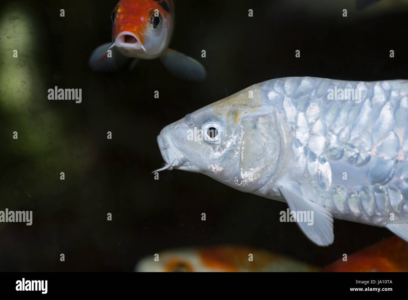 Aquarium Milky Carp Fish