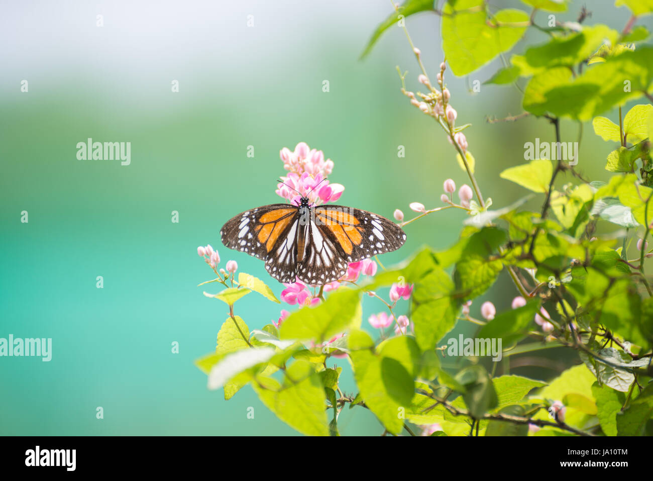 flower, plant, butterfly, black, swarthy, jetblack, deep black, cat ...