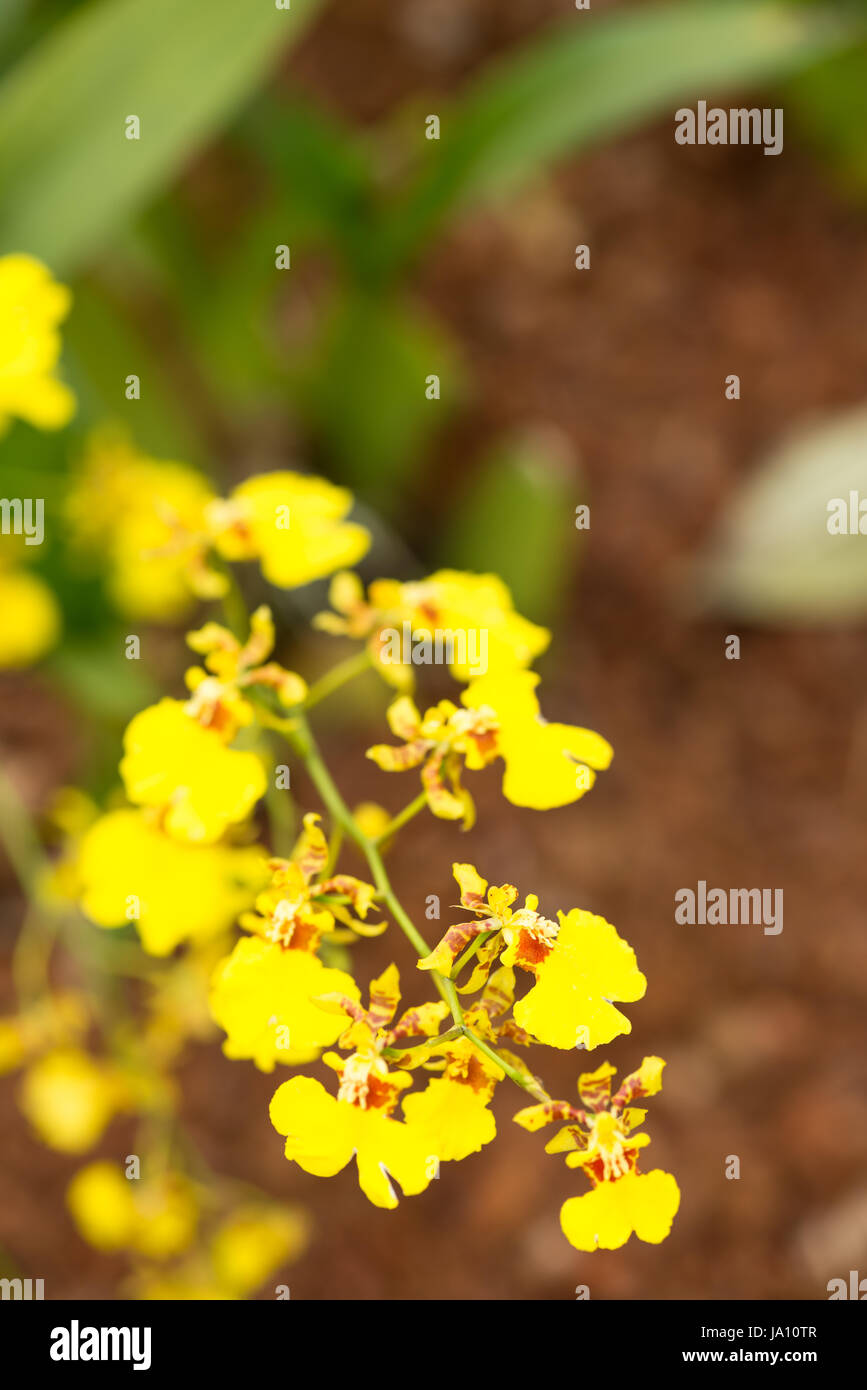 Dancing lady flower hi-res stock photography and images - Alamy