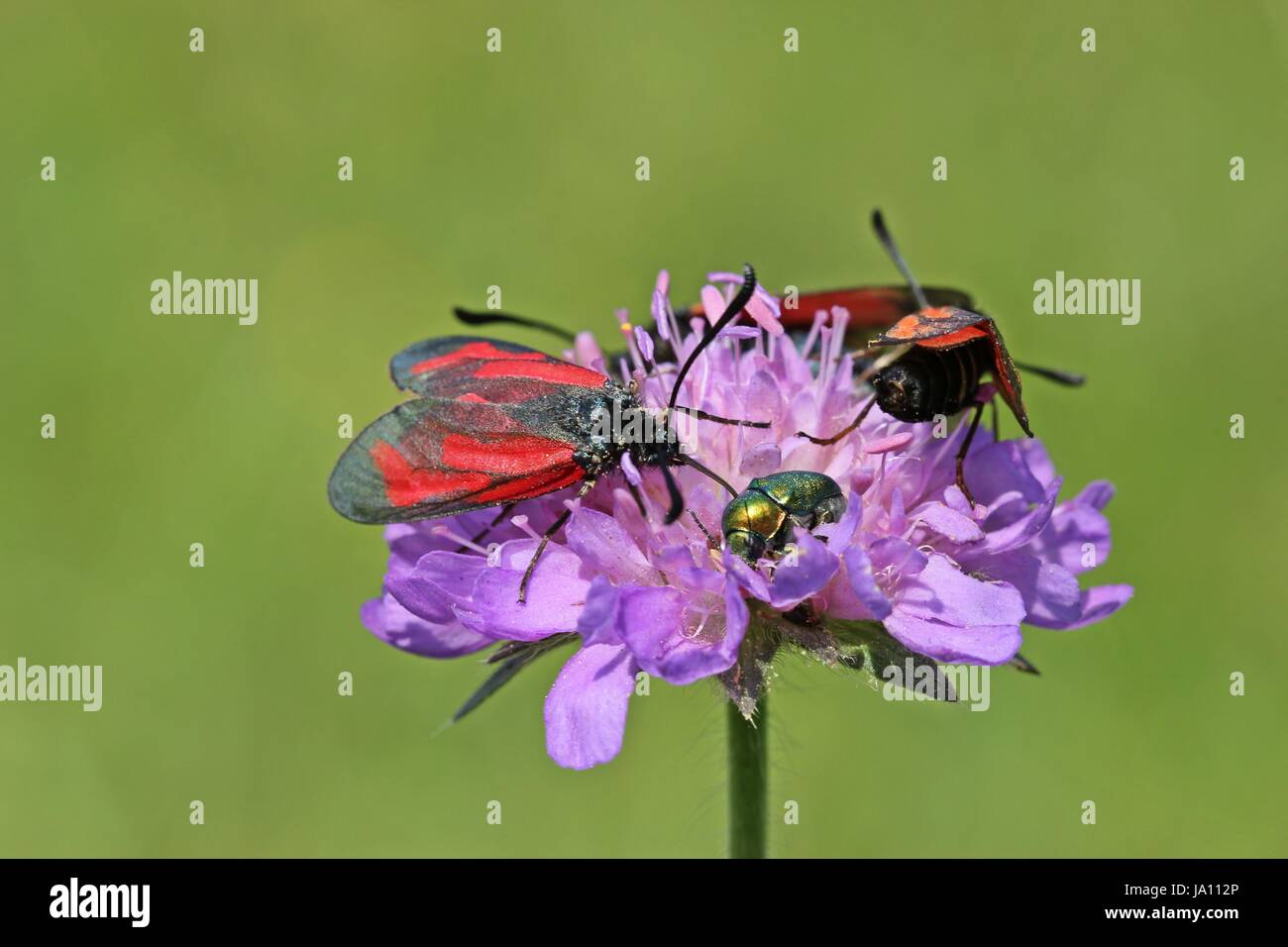 green, bloom, blossom, flourish, flourishing, beetle, butterfly ...