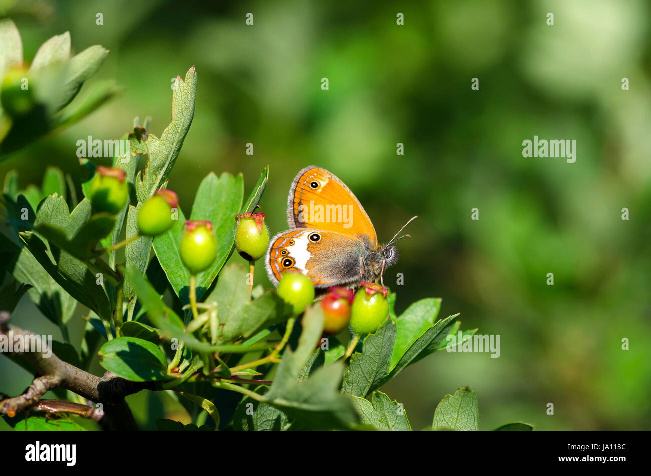 leaf, insect, butterfly, vegetation, nature, leaf, environment ...