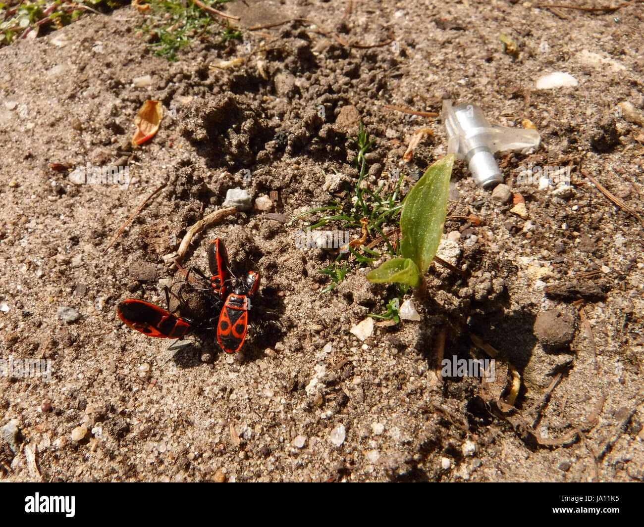 Fire beetles hi-res stock photography and images - Alamy