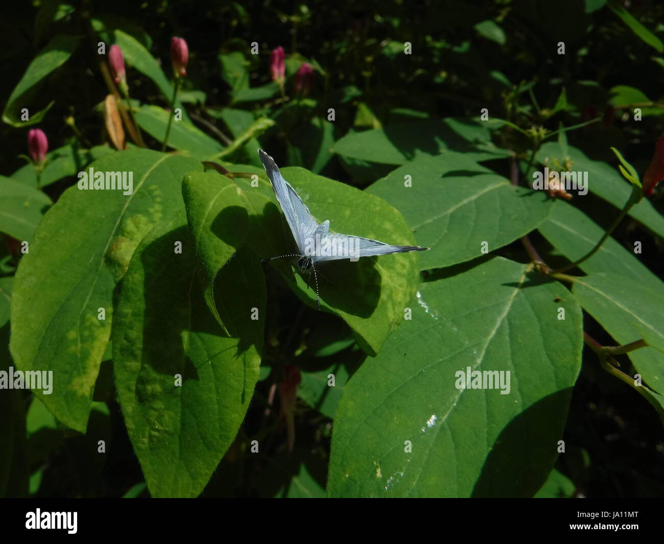 Powder wings hi-res stock photography and images - Alamy