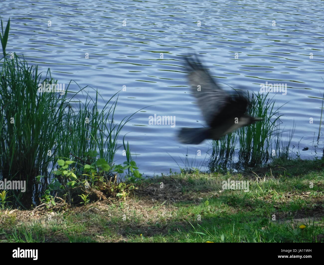 Ghost bird hi-res stock photography and images - Alamy