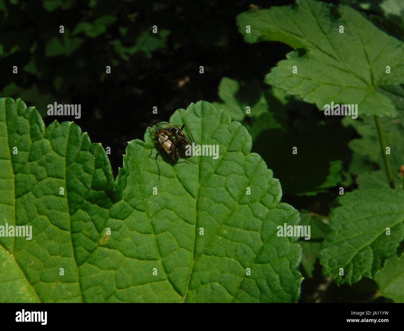 Love bugs hi-res stock photography and images - Alamy