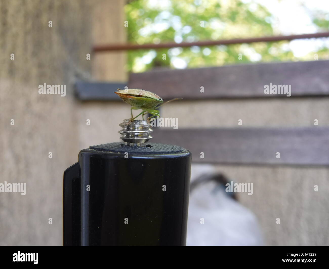Leafbug on camera tripod Stock Photo - Alamy