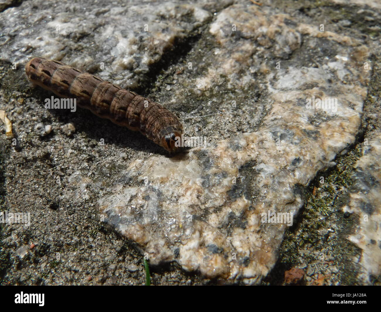 Caterpillar photography hi-res stock photography and images - Alamy