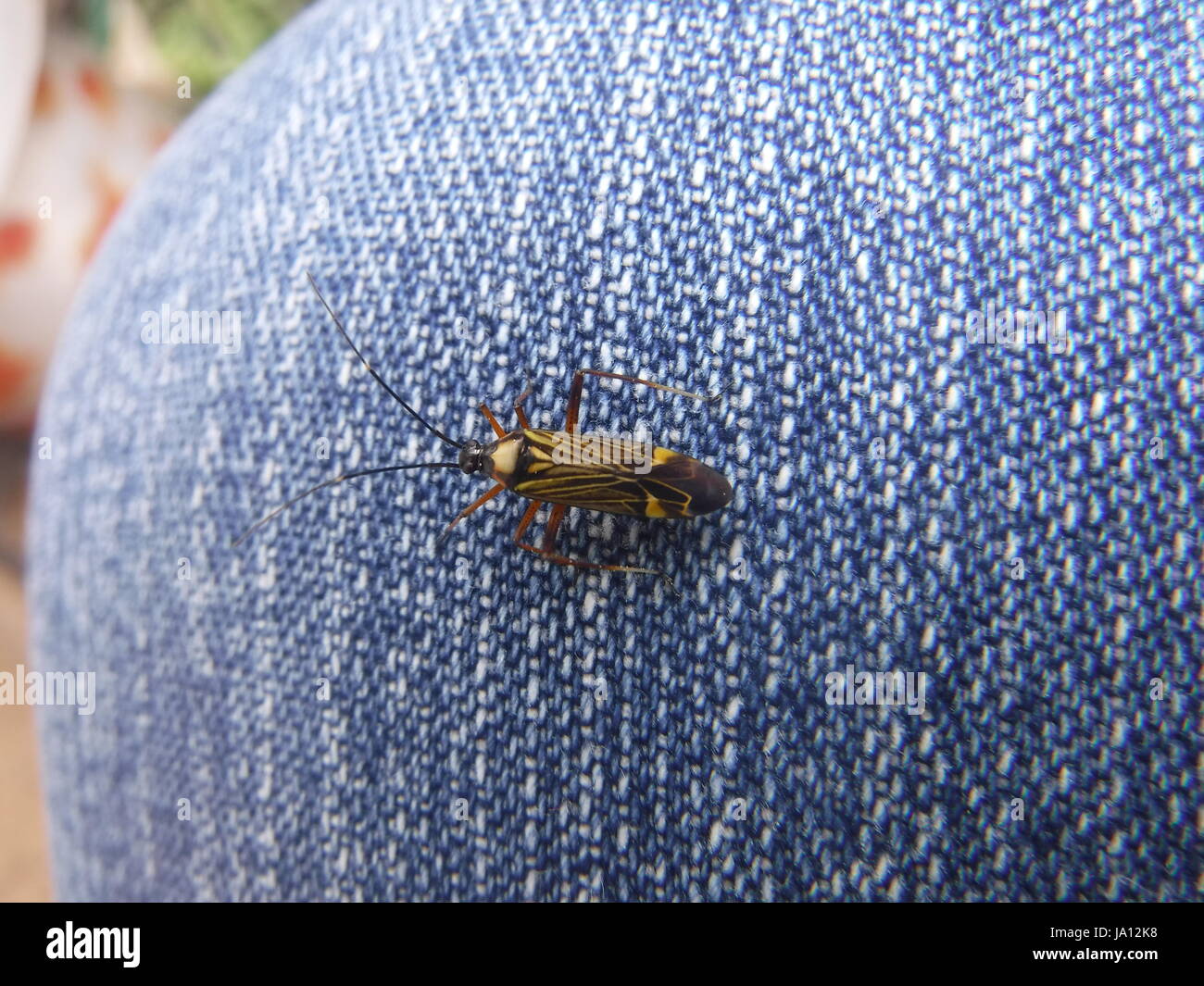 Yellow and Black Bug On Knee Stock Photo - Alamy