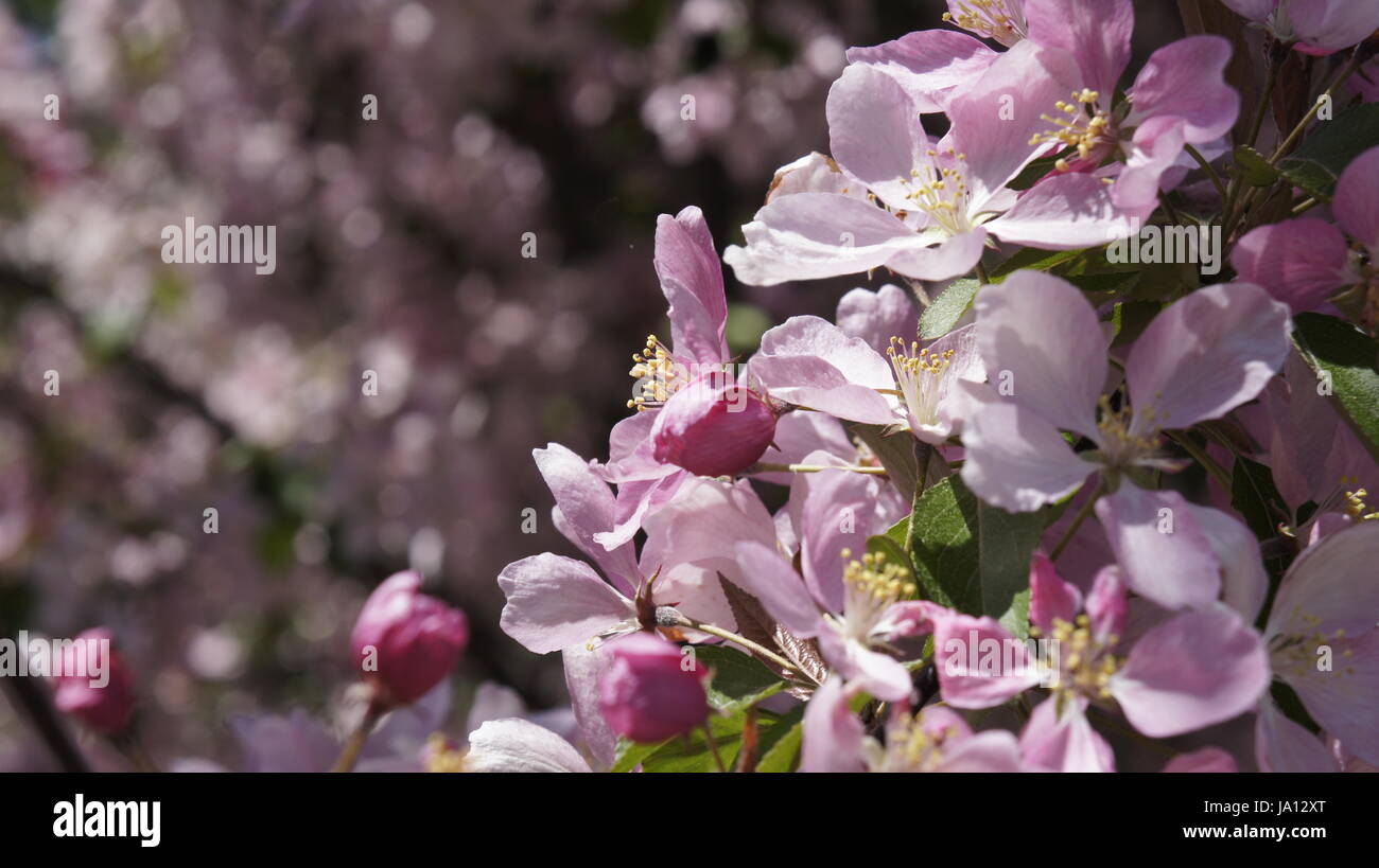 Beautiful Purple Lilac Flowers Found In Alberta Stock Photo - Alamy