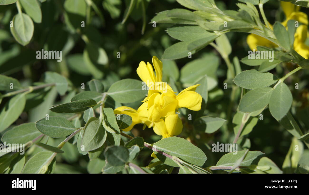 Yellow Flower Found in Alberta Canada Stock Photo - Alamy