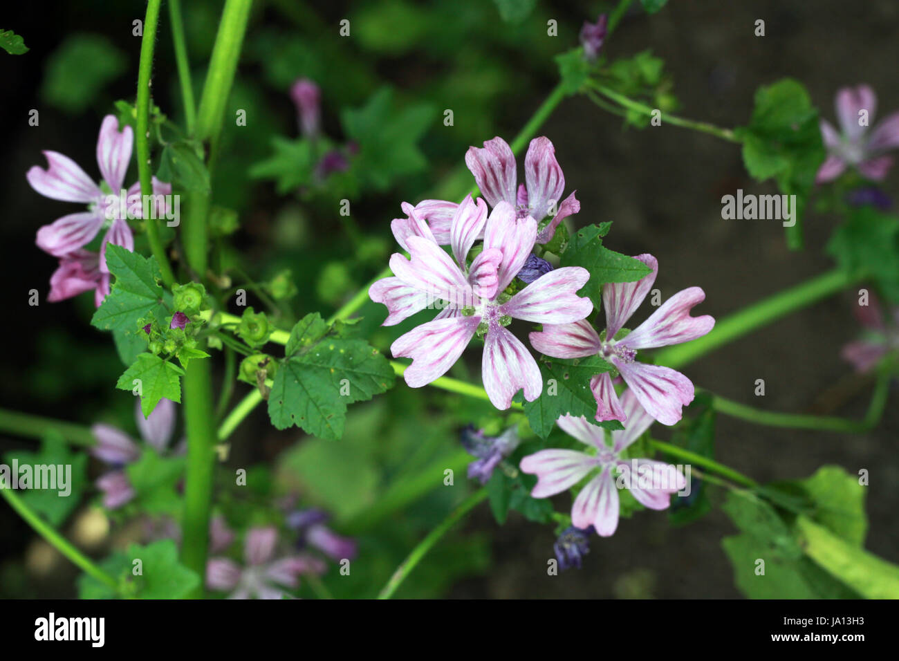 health, weed, mild, homeopathy, mallow, medicinal plant, household ...