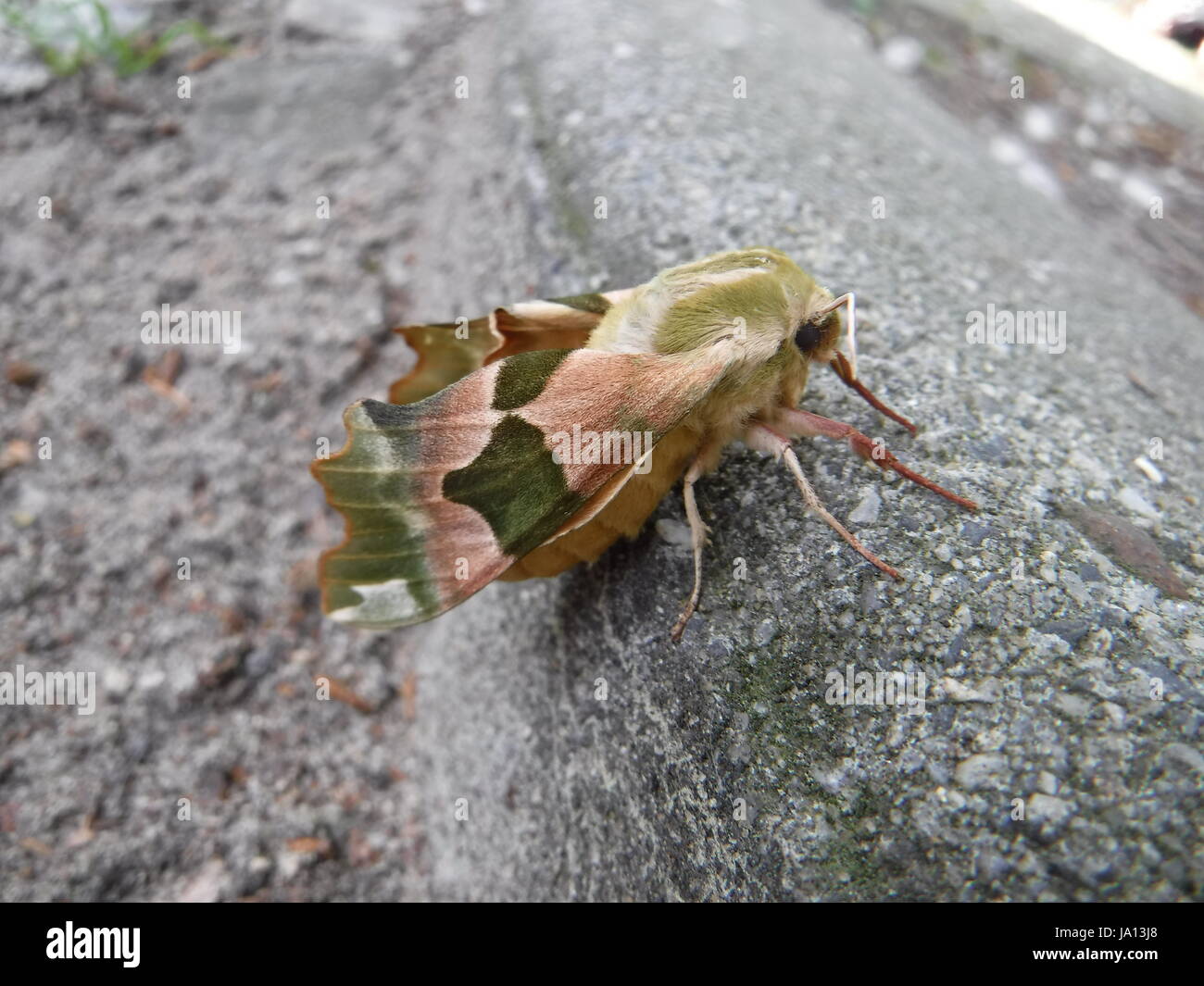 Pandora moth hi-res stock photography and images - Alamy