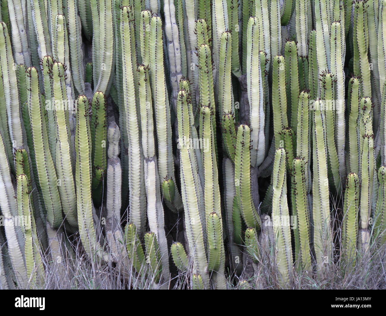 desert, wasteland, bushes, spain, dry, dried up, barren, cacti, cactus ...