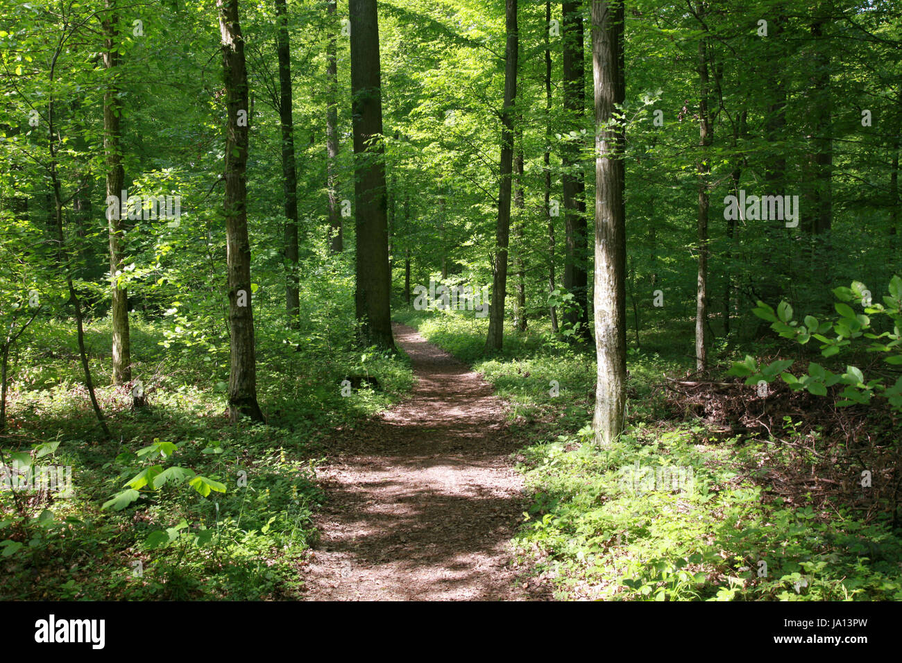 leaf, tree, trees, park, plant, green, leaves, hike, go hiking, ramble ...