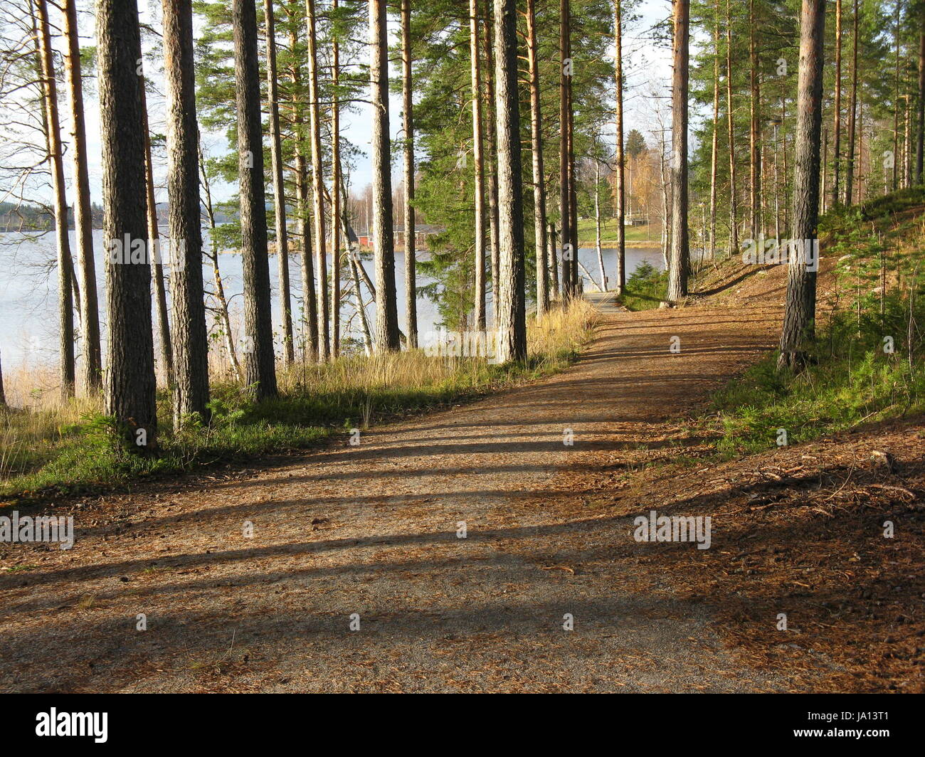 leaf, tree, leaves, fresh water, lake, inland water, water, pinewood ...