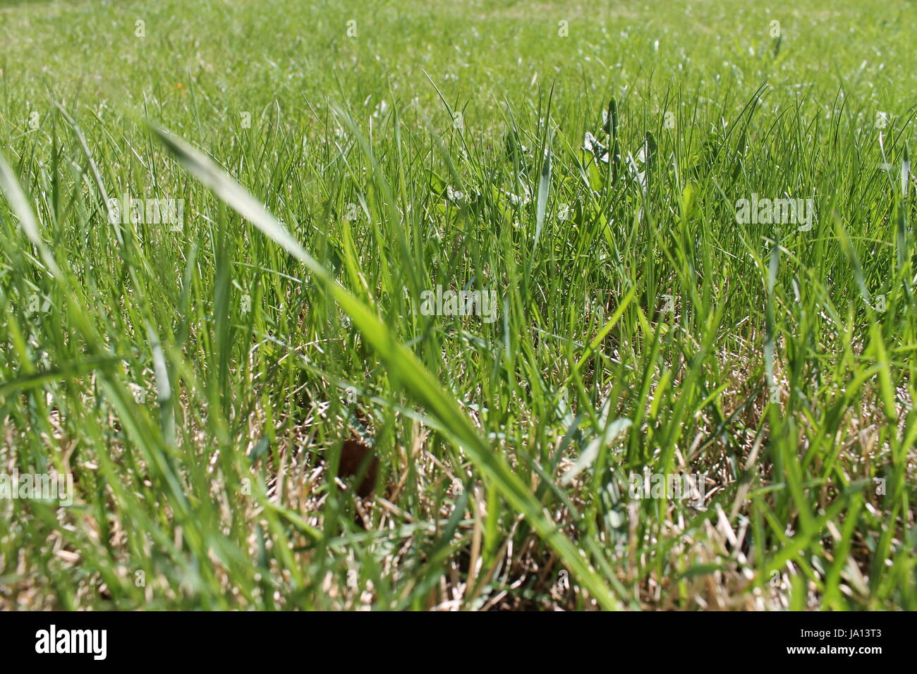 stone, ground, soil, earth, humus, summer, summerly, spring, hay, grow ...